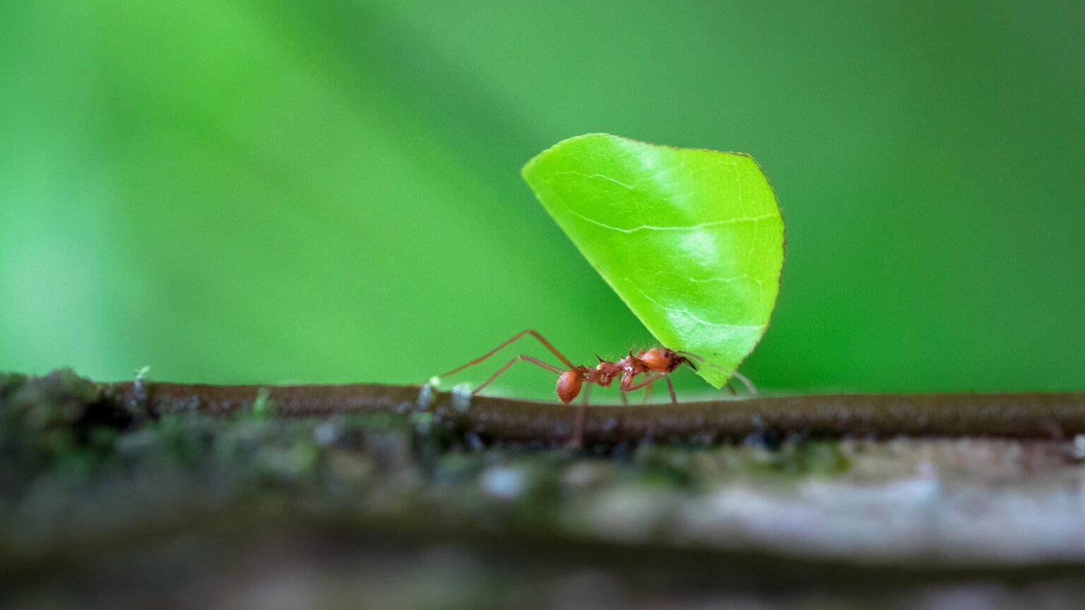 Consider the Ant – Covenant Brethren Church