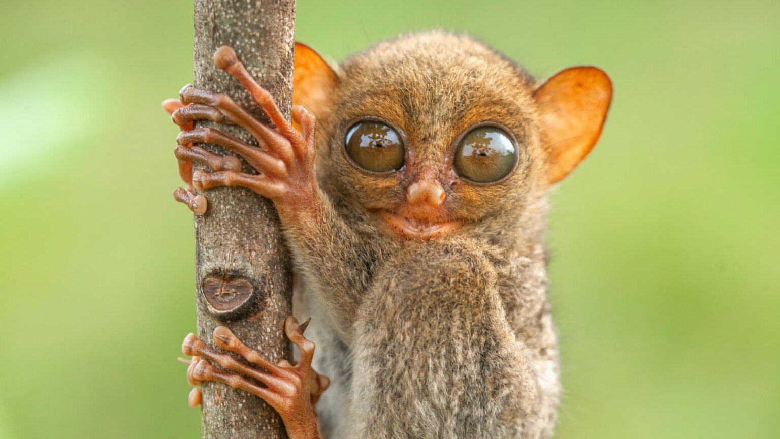 LISTENING LIKE A TARSIER – Covenant Brethren Church